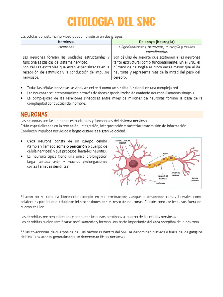 3 Citología Del SNC | PDF