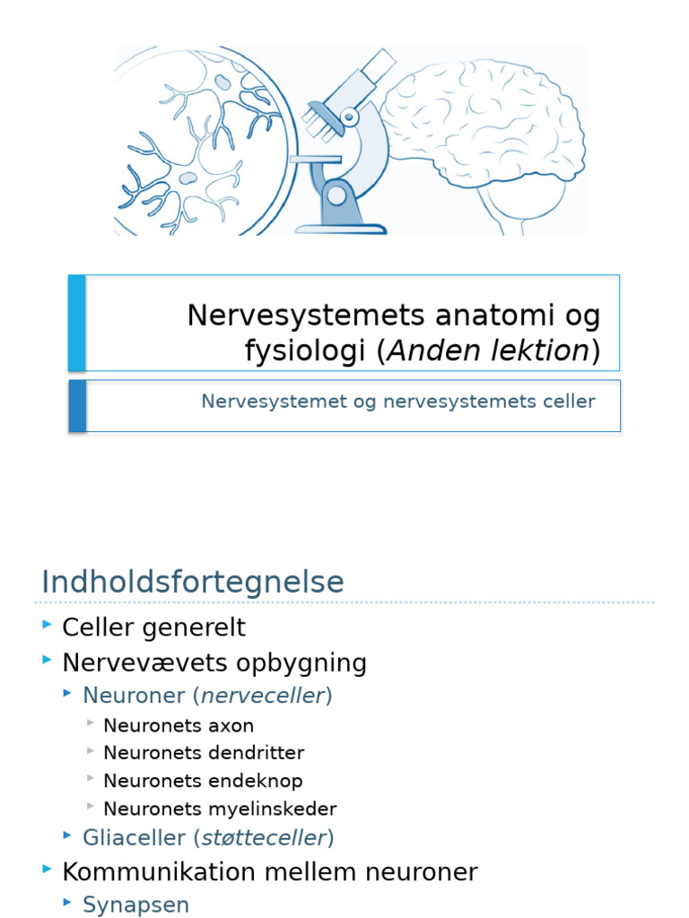 Nervesystemet Og Nervesystemets Celler | PDF