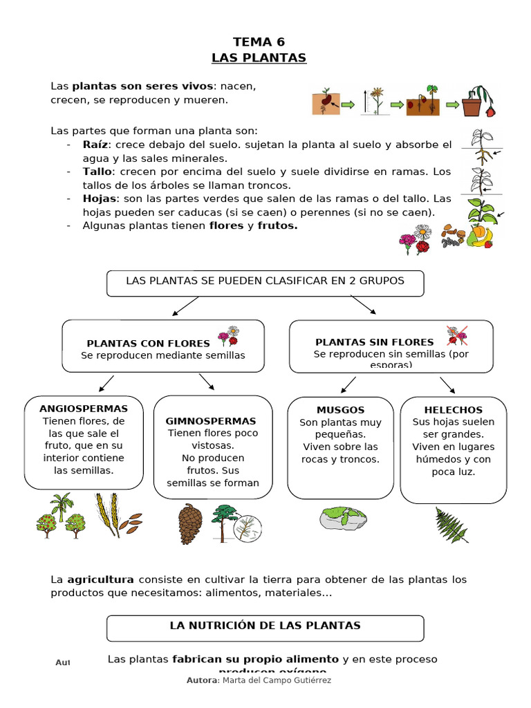 Unidad_didactica-Las_plantas (1) | PDF