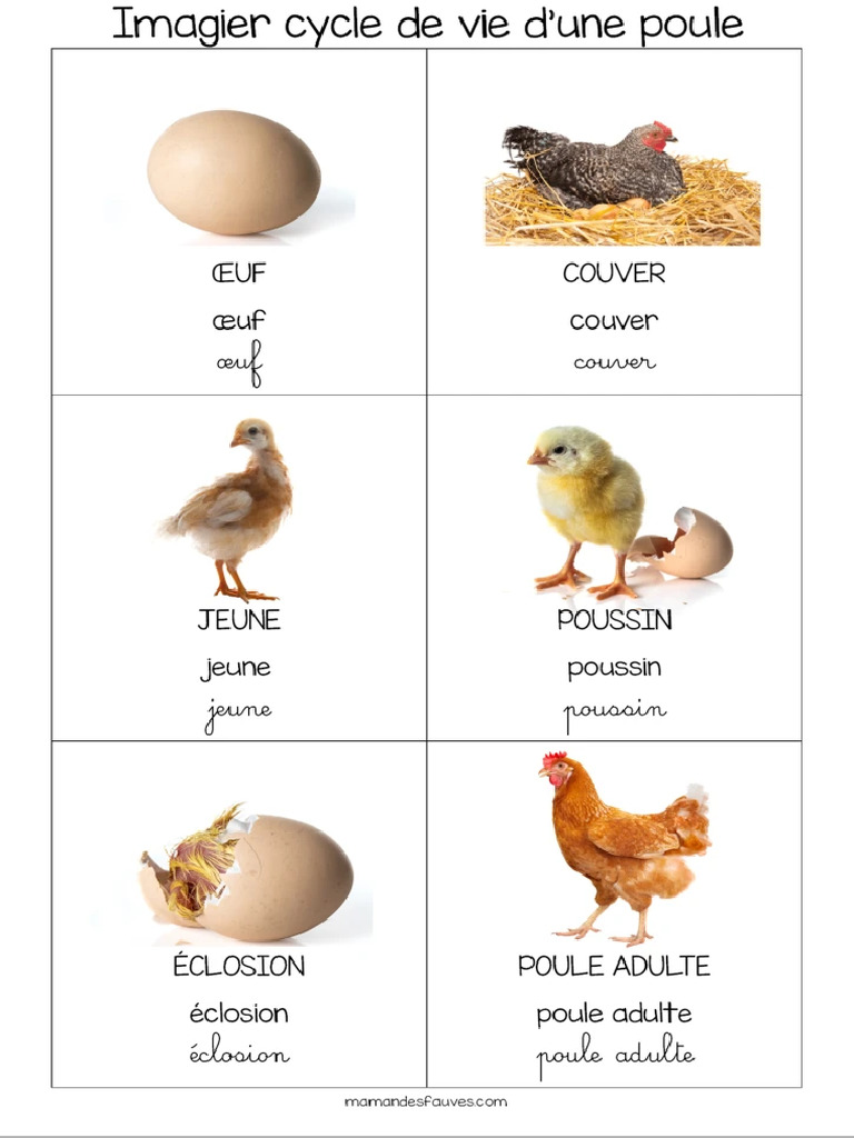 Cycle de Vie Poule | PDF