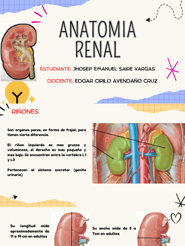 Anatomia Renal | PDF