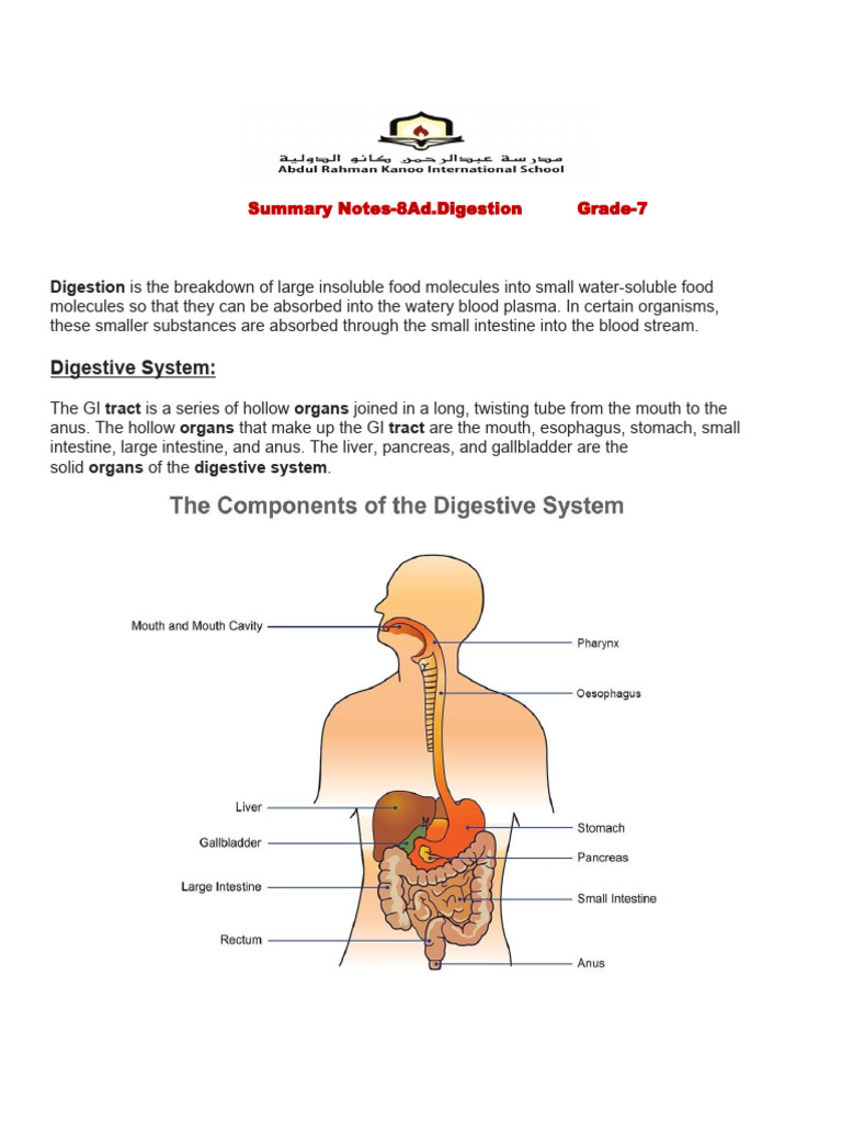 Summary 8ad - Digestion | PDF