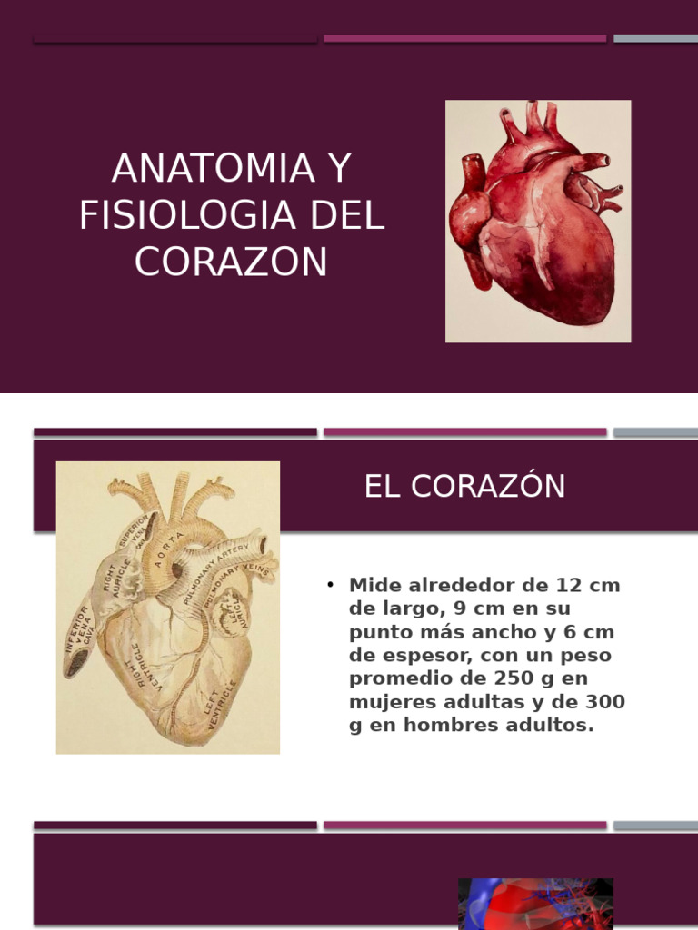 Anatomia Y Fisiologia Del Corazon | PDF