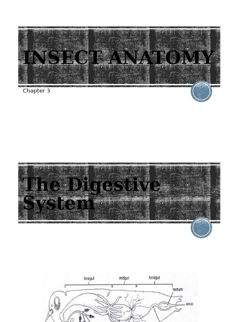 Insect Anatomy_digestive System | PDF
