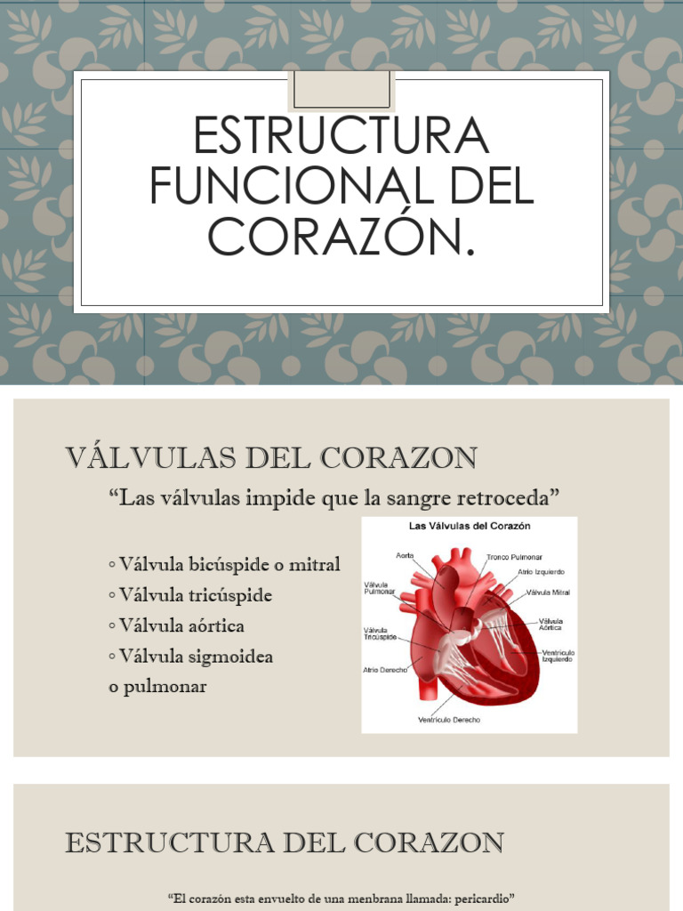 Estructura Funcional Del Corazón | PDF