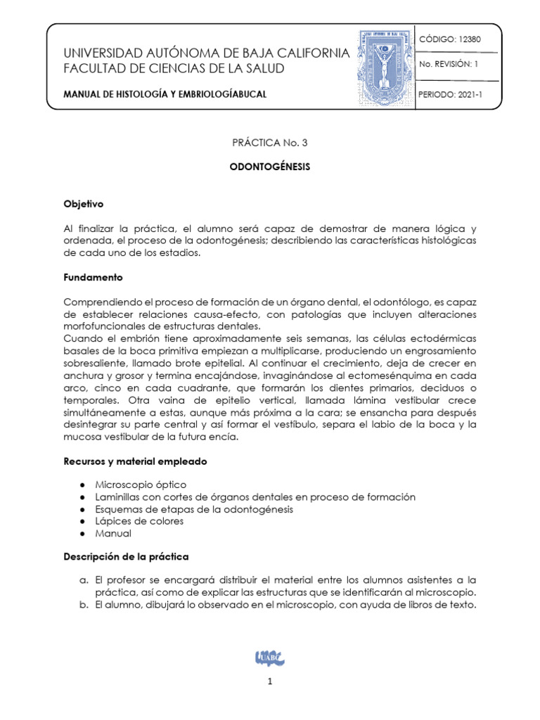 Reporte Practica No.3 Odontogenesis | PDF