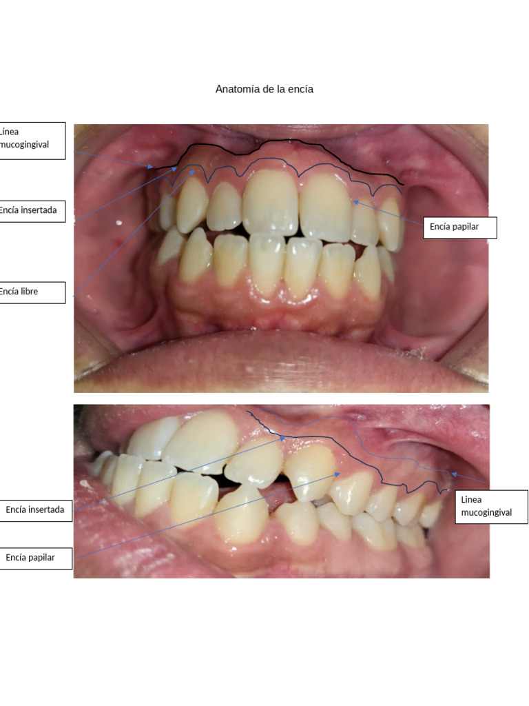 Anatomia de La Encia | PDF