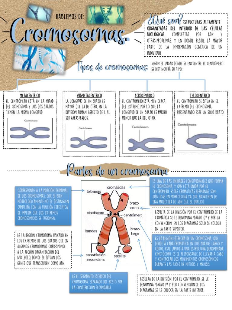 Cromosoma | PDF