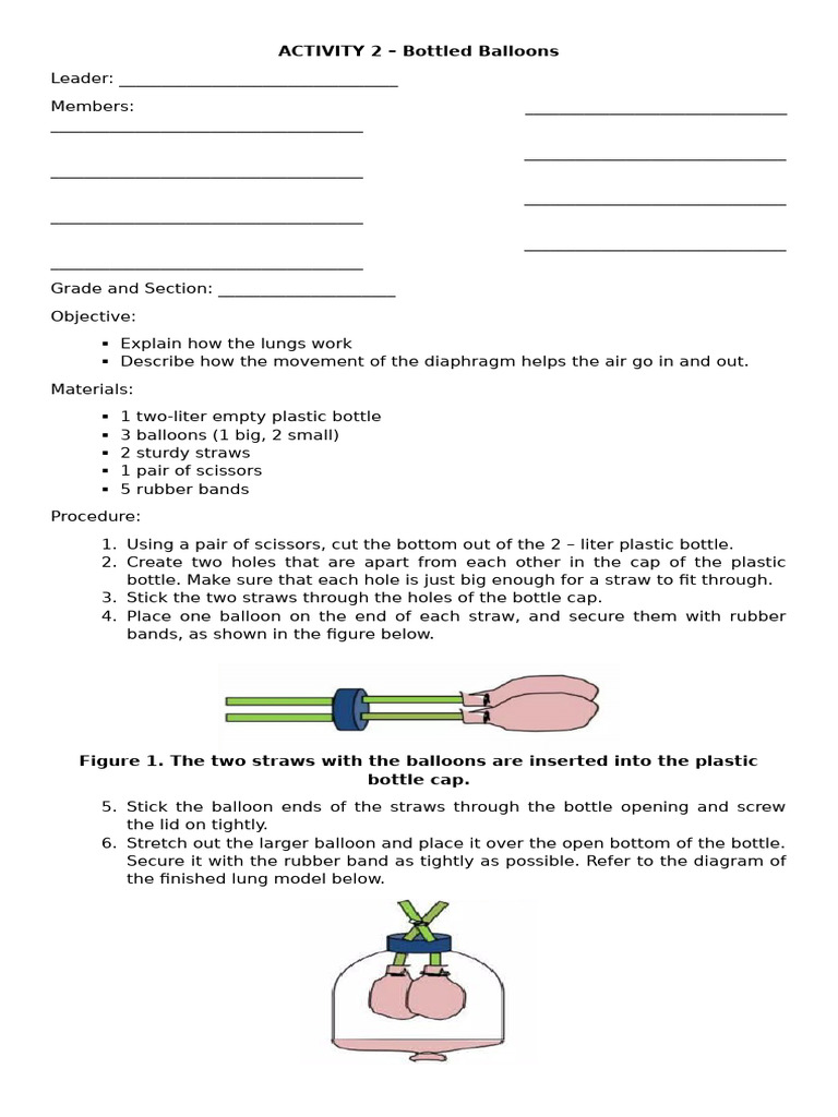 Lung Model Activity with Balloons | PDF
