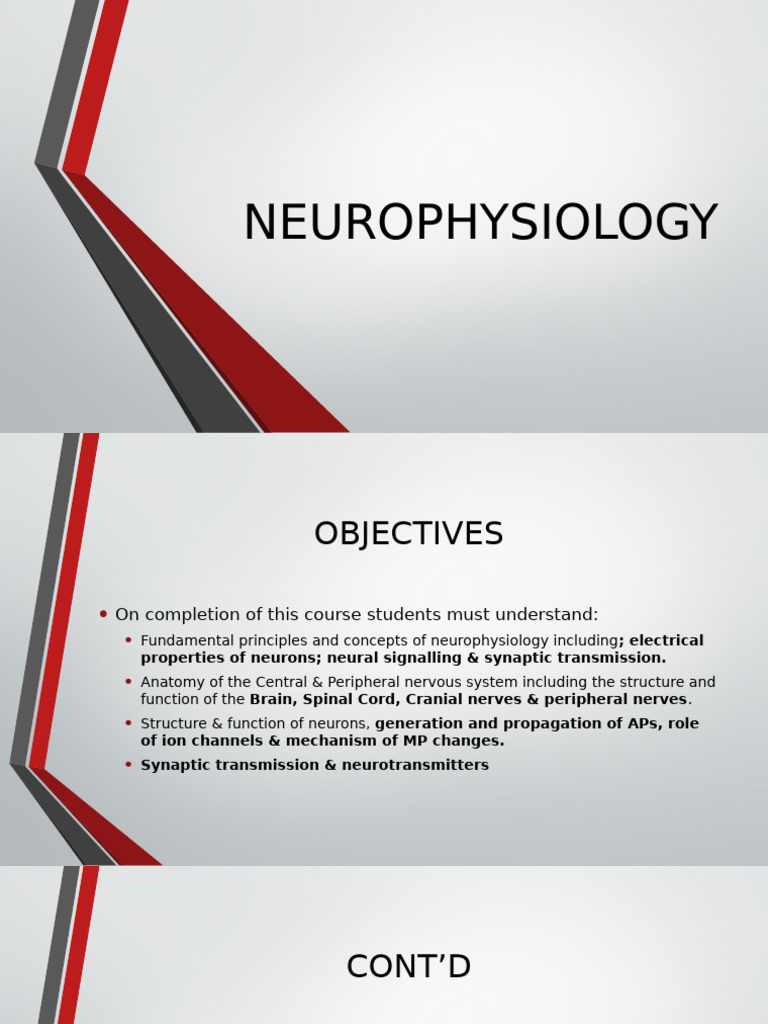 Neurophysiology Will2024 | PDF
