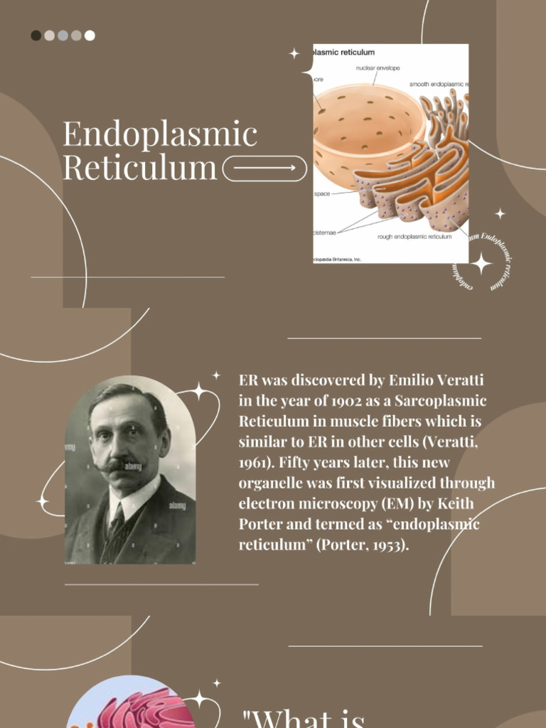 Endoplasmic Reticulum | PDF