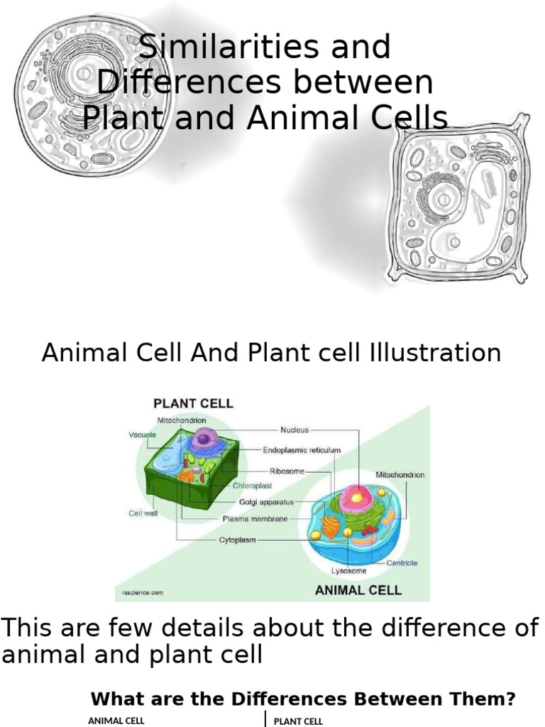 Similarities and Difference of Plant and Animal Cell | PDF | Cell ...