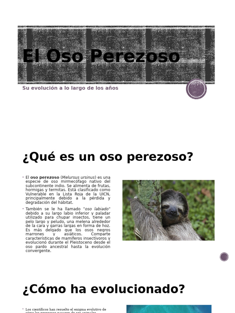 El Oso Perezoso | PDF