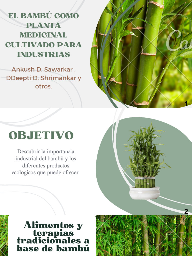 El Bambú y Sus Usos en La Industria | PDF