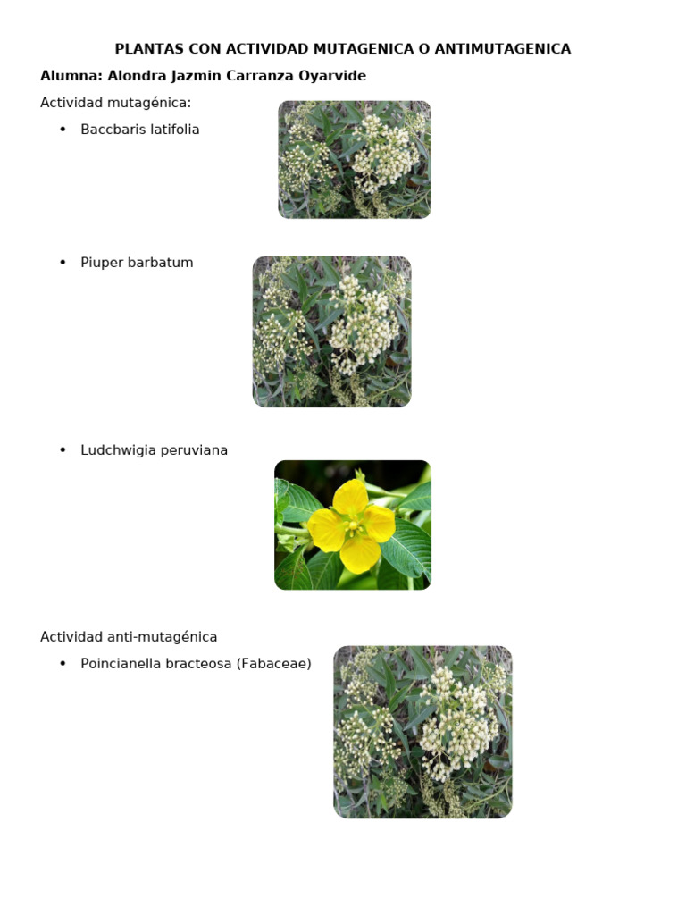 Plantas Con Actividad Mutagenica o Antimutagenica | PDF
