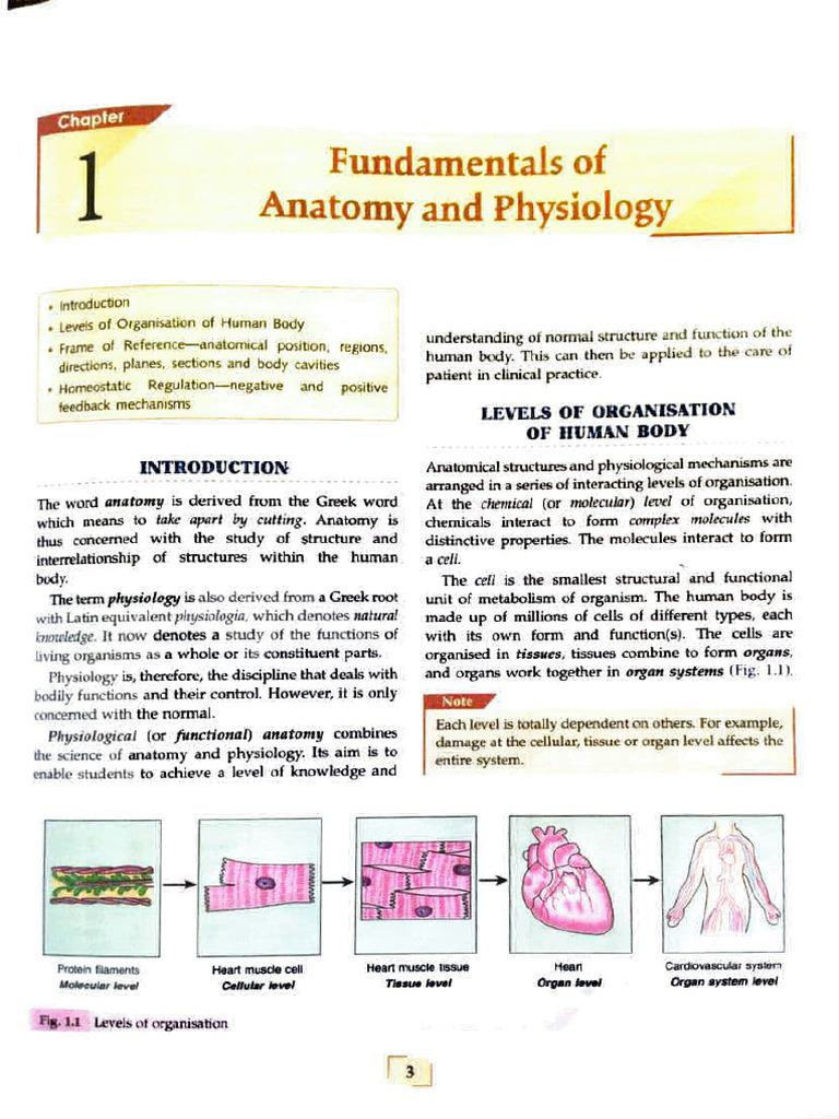 Anatomy Physiology and Cell | PDF | Anatomical Terms Of Location ...