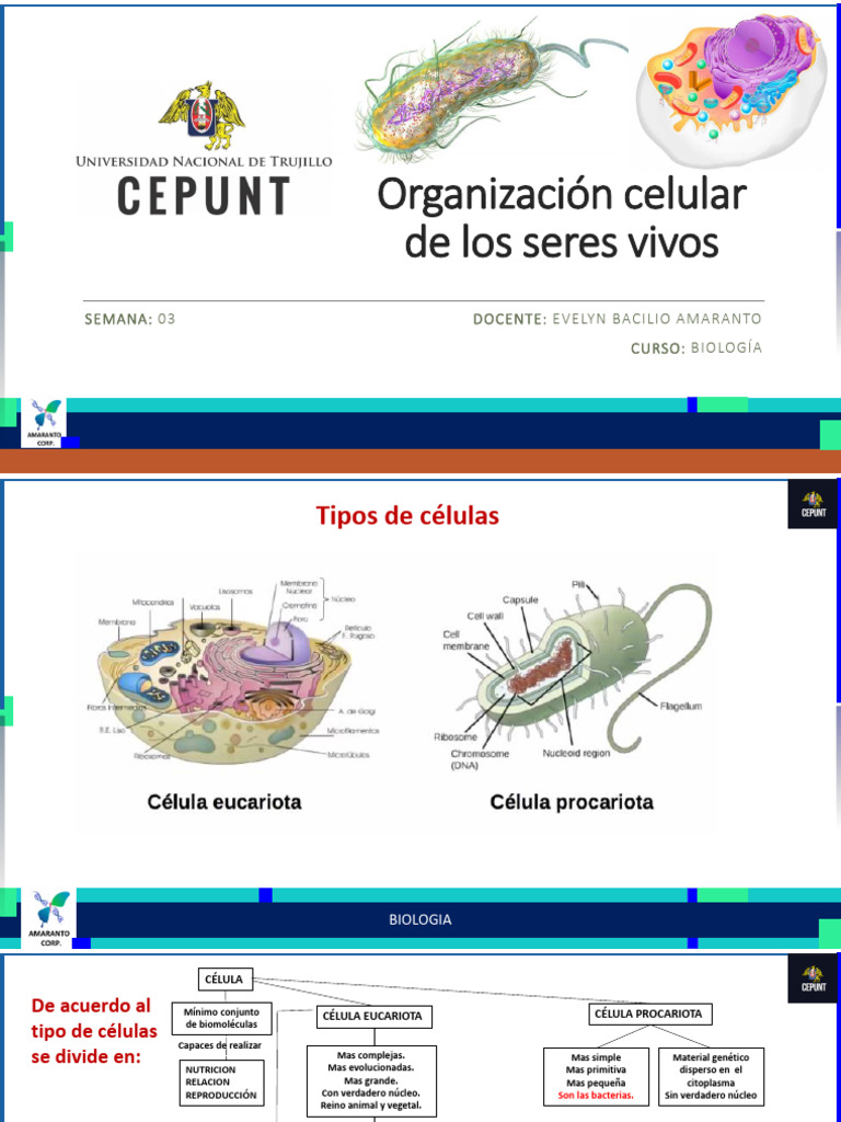 Organizacion Celular de Los Seres Vivos | PDF