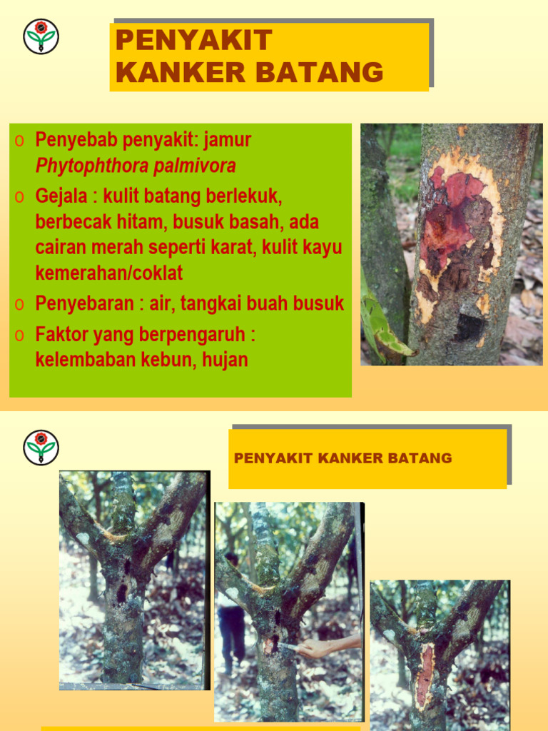 Penyakit Kakao 2 | PDF