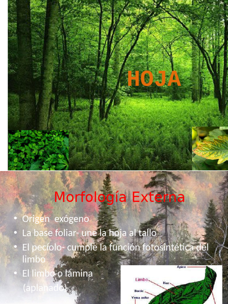 Hoja | PDF