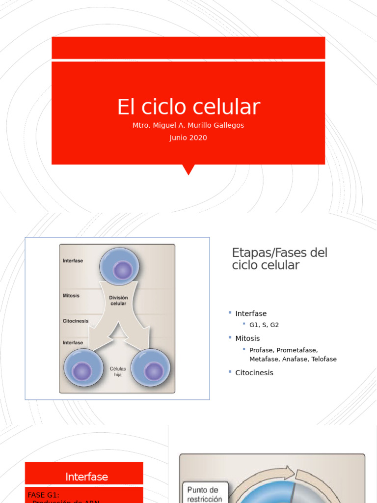 Ciclo Celular | PDF