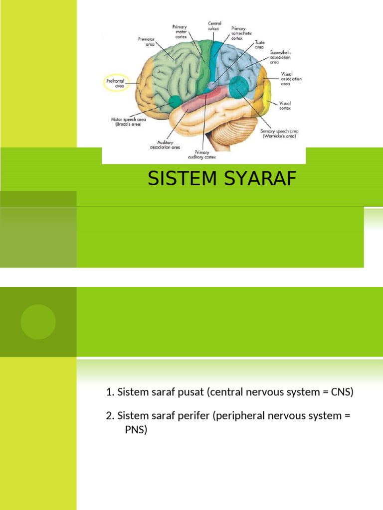 Anfis Sistem Saraf | PDF