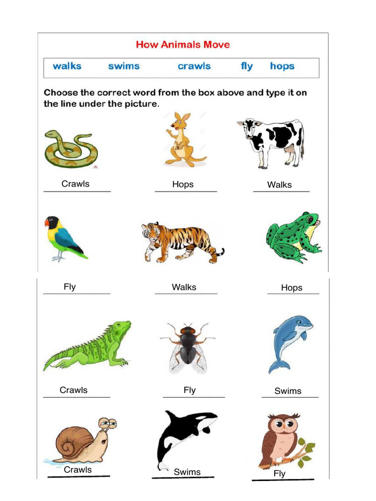 Animal Worksheet | PDF