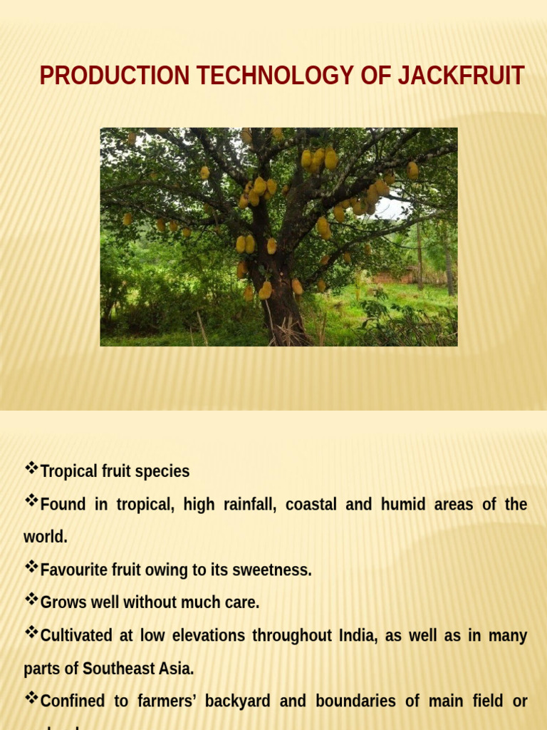 Jackfruit | PDF