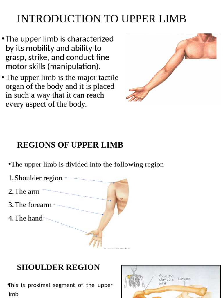 Introduction To Upper Limb | PDF