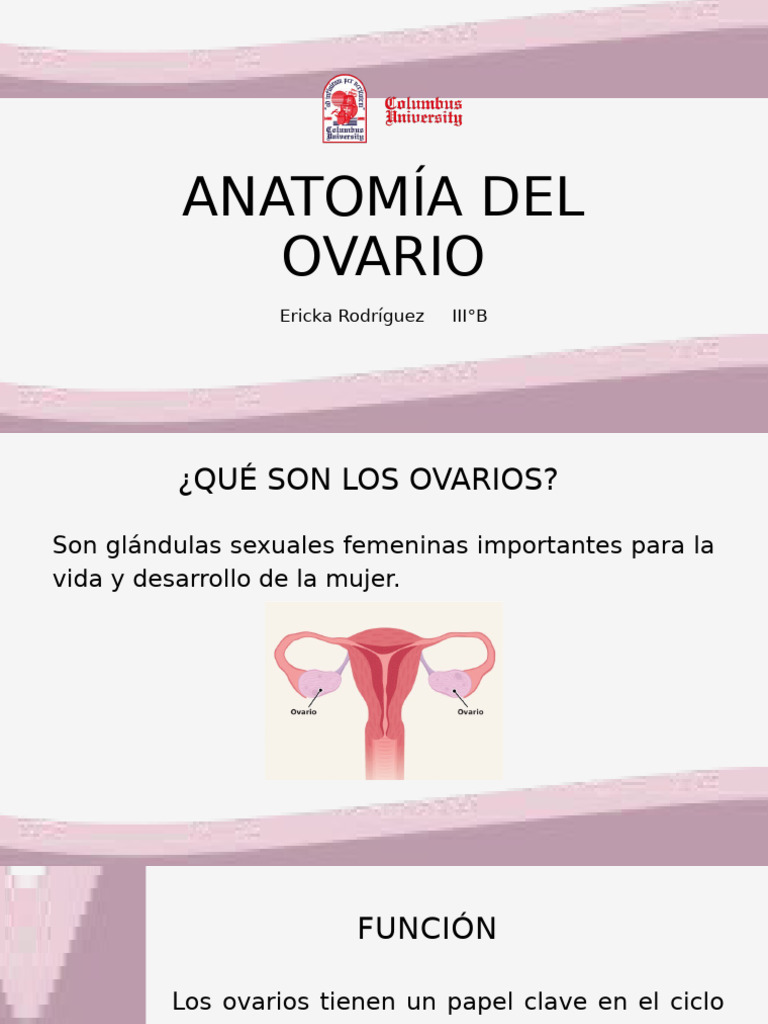 Anatomía Del Ovario | PDF