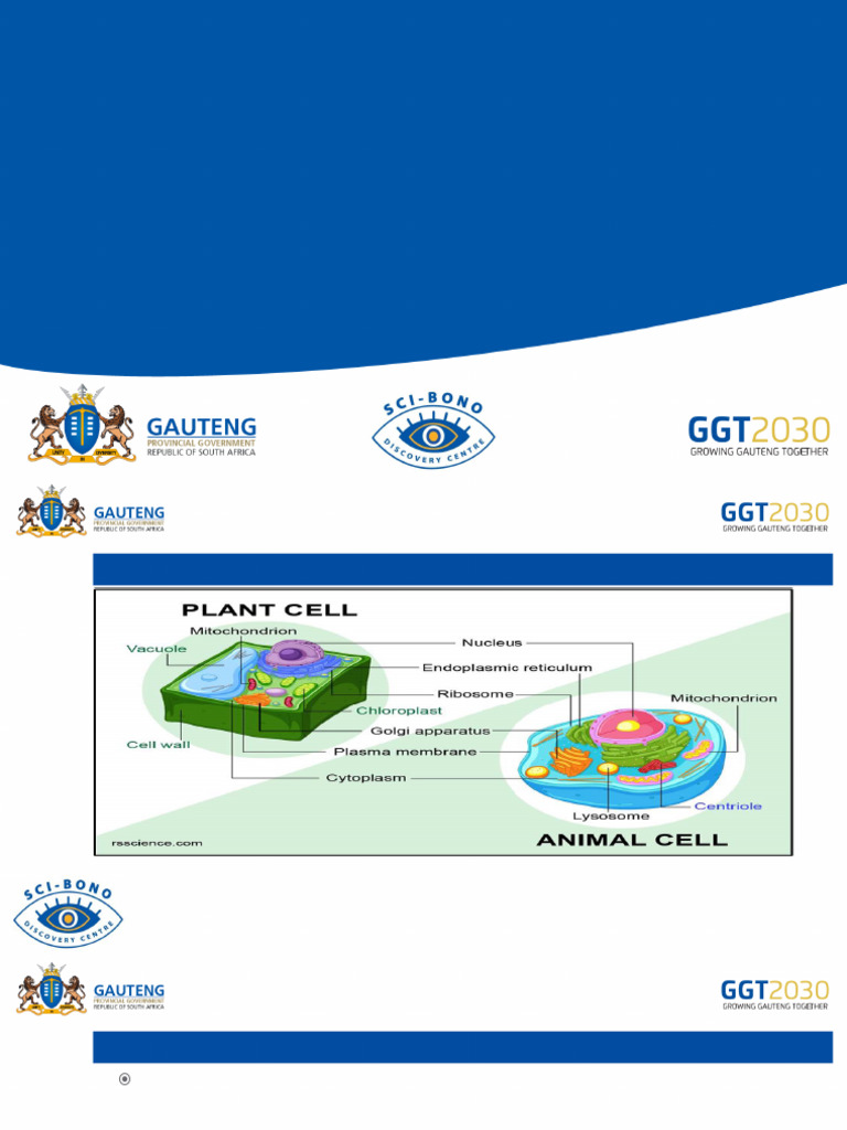 Life Sciences Gr.10 Lesson 30 The Cell (The Cellmembrane) | PDF