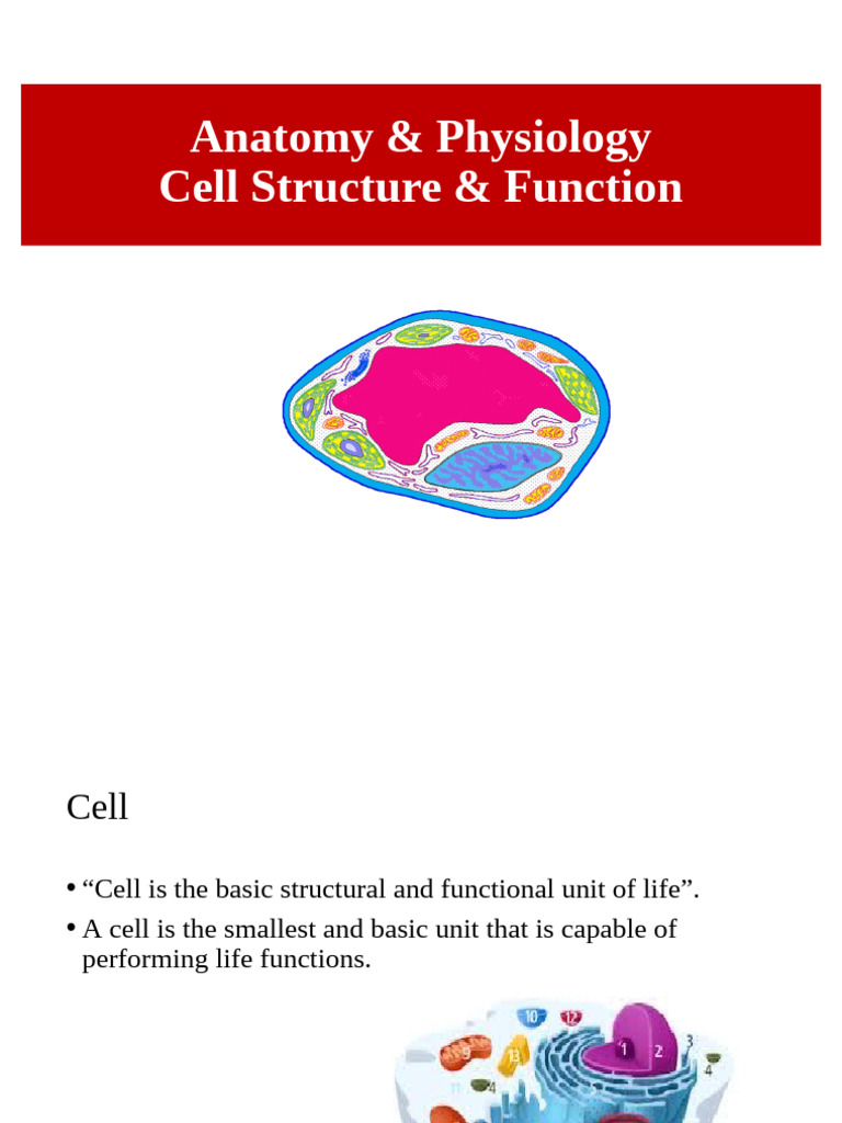 Cell Structure Function | PDF