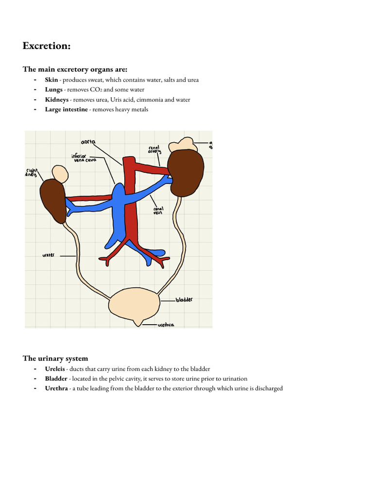 Life Sciences - Excretion | PDF | Kidney | Science & Mathematics