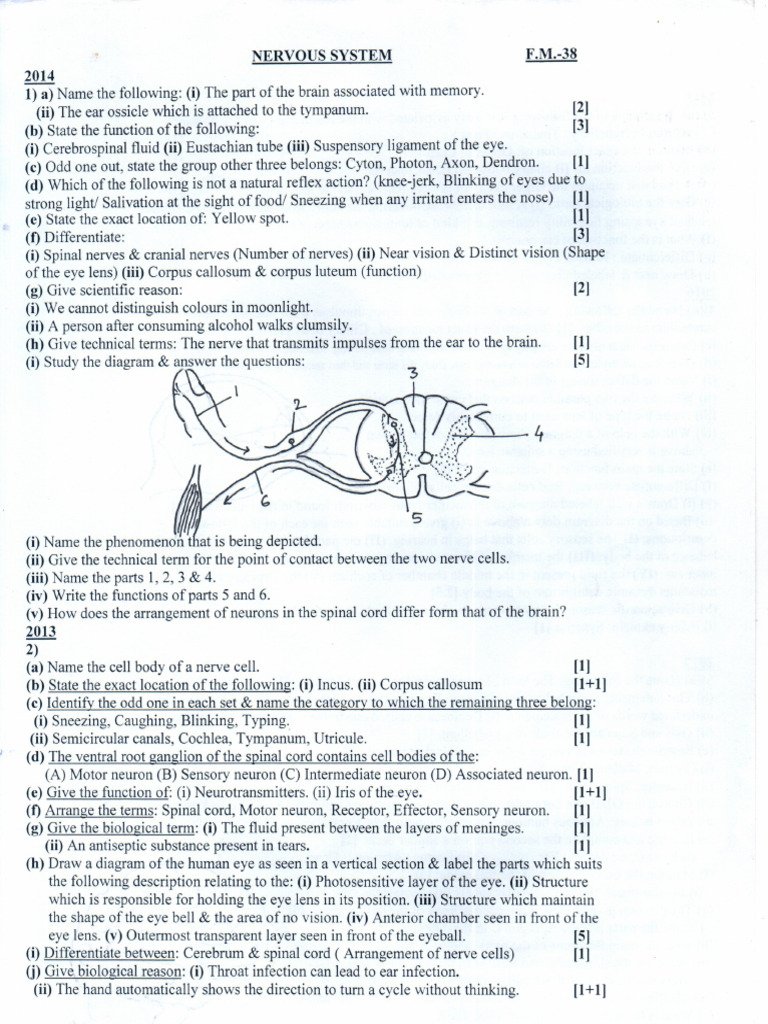 Nervous & Sense Organ | PDF