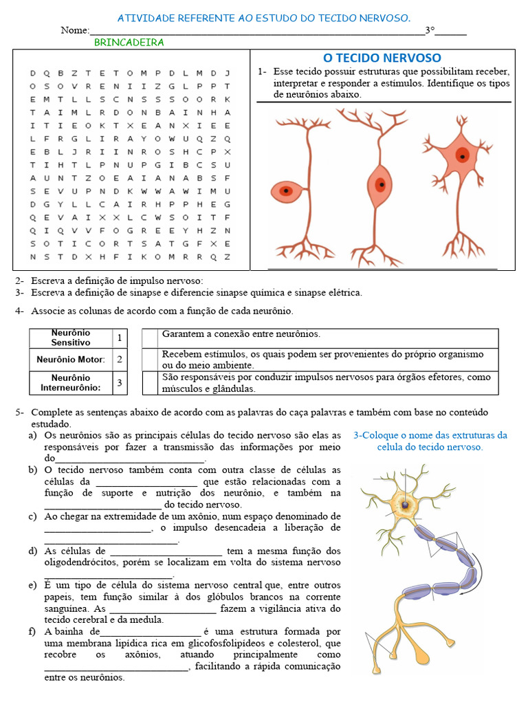 Atividade Sistema Nervoso. | PDF