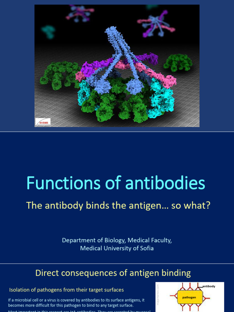 Antibody Functions | PDF