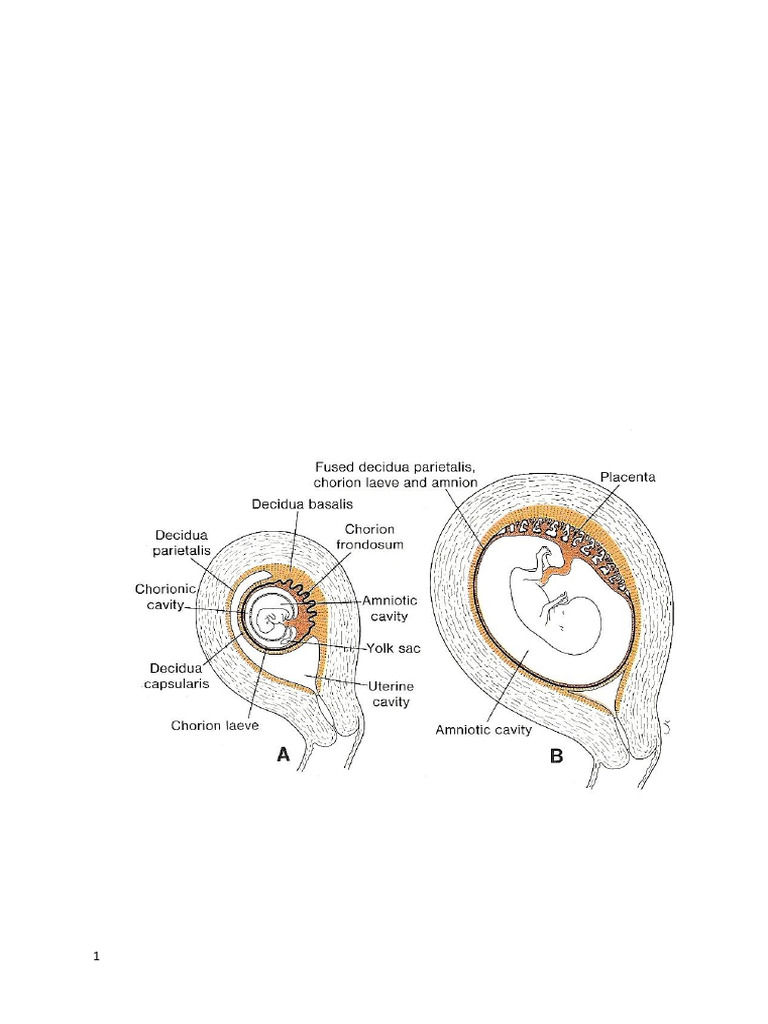 Lecture 2 Embryo | PDF