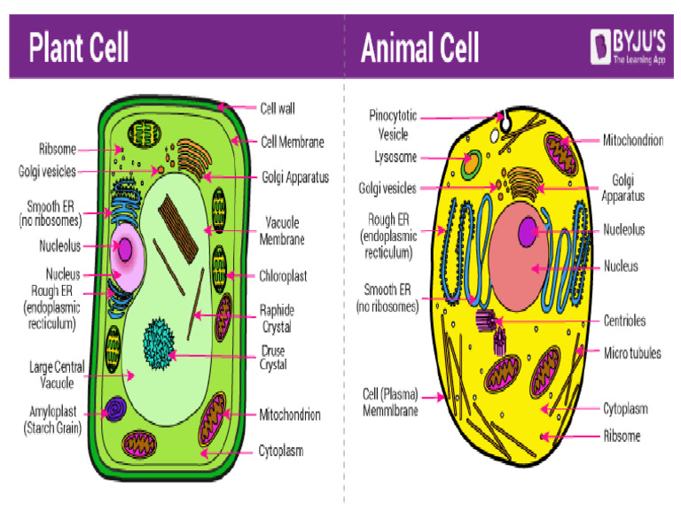 Plant and Animal Cell | PDF