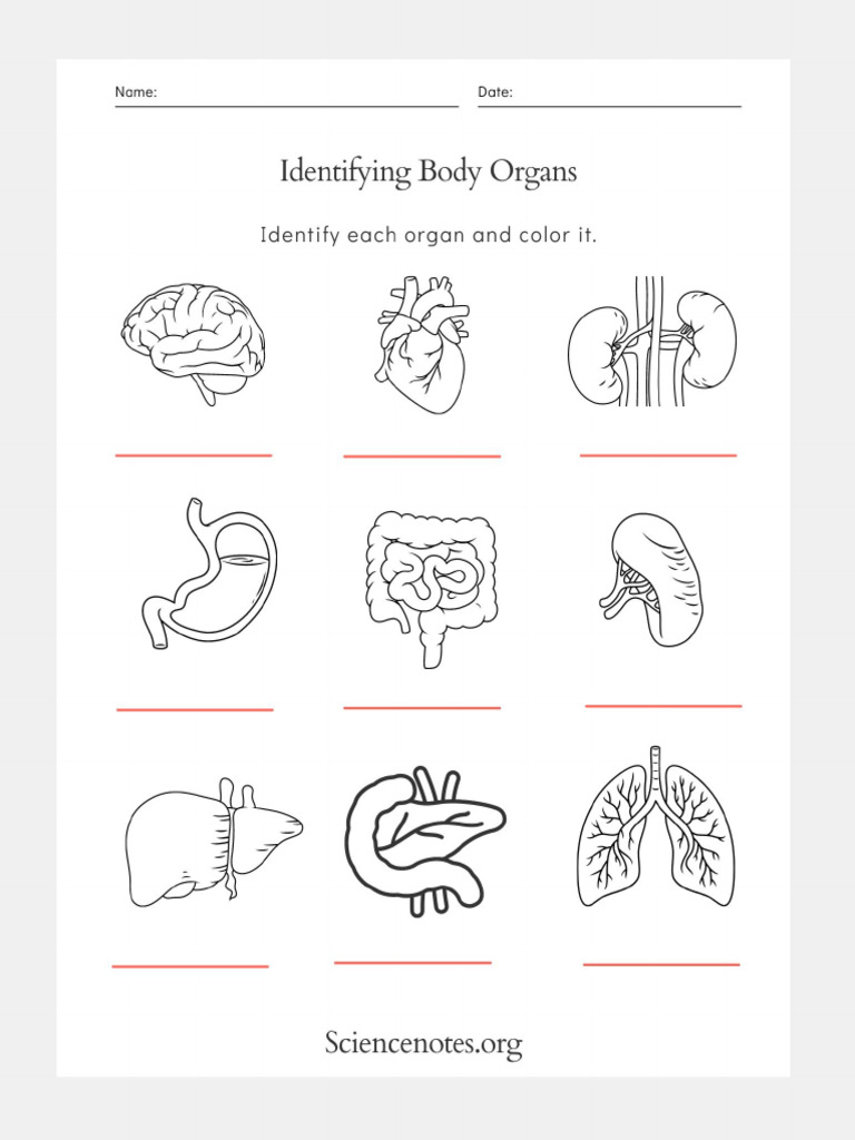 Identifying Body Organs Worksheet | PDF