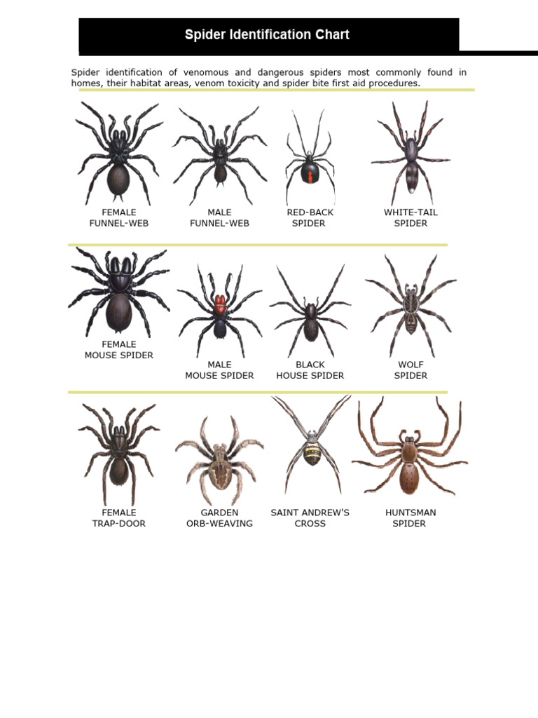 Spider Identification Chart | PDF