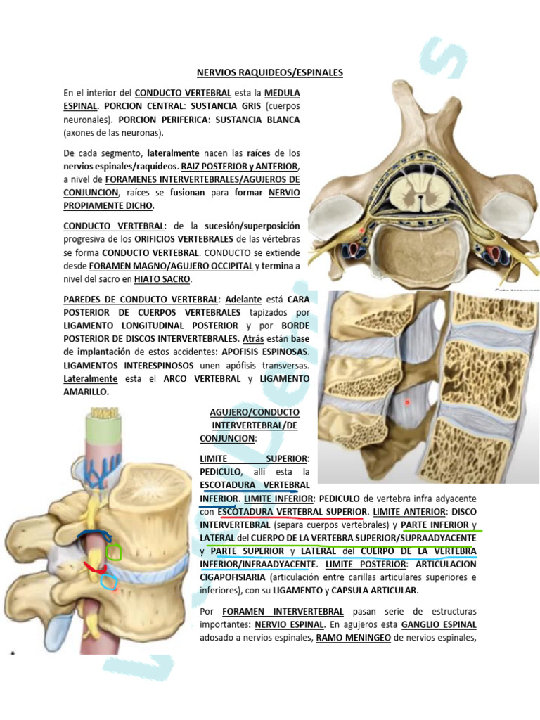 Nervios Raquideos | PDF