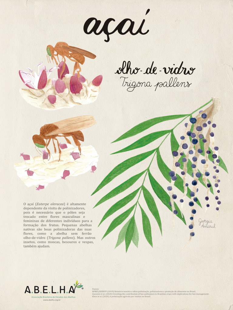 Abelhas Acai-A1 | PDF