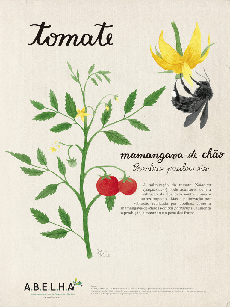 Abelhas Tomate-A1 | PDF
