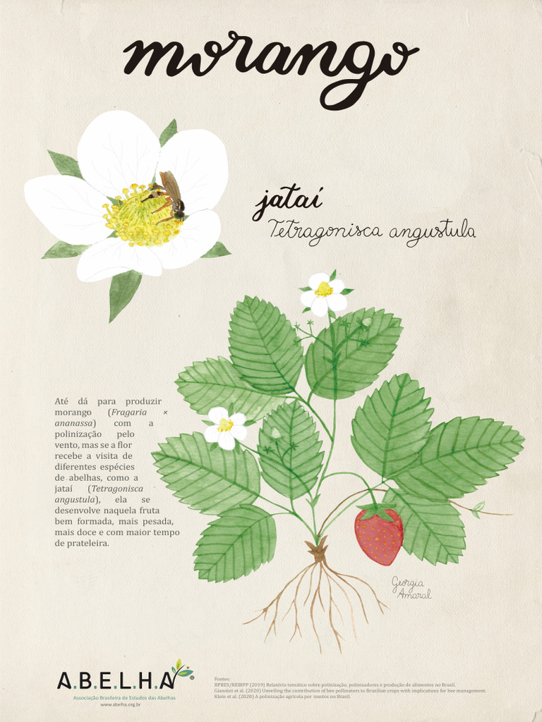Abelhas Morango-A1 | PDF