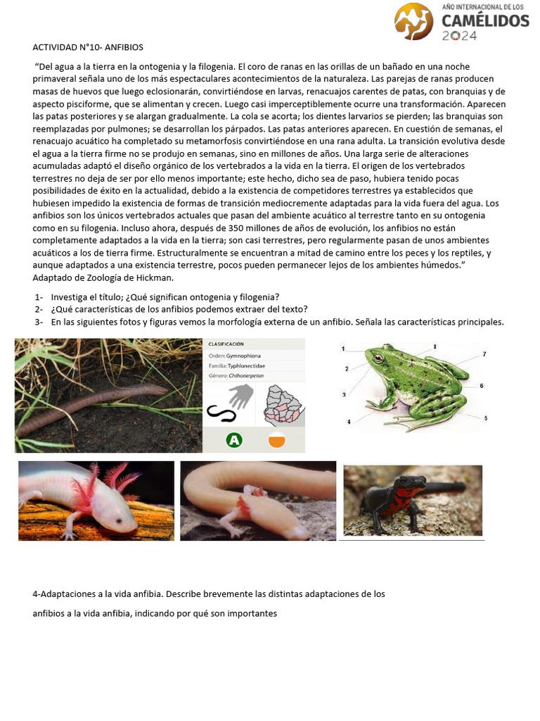 Metamorfosis y Adaptaciones de Anfibios | PDF | Anfibio | Ciencias sociales