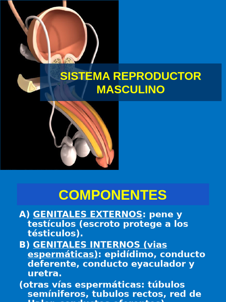 Componentes del Sistema Reproductor Masculino | PDF | Testículo | Semen