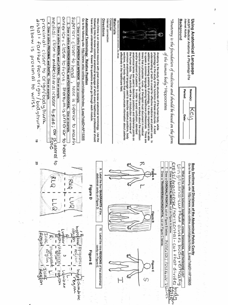 HASPI Using Anatomical Lang KEY | PDF