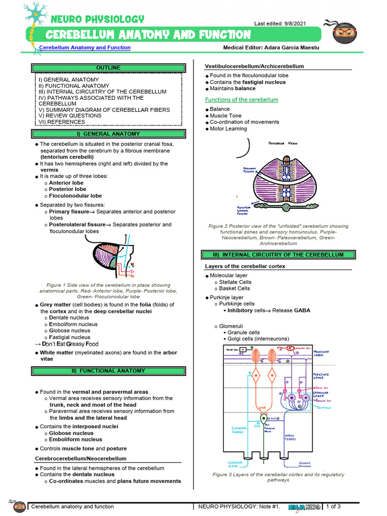 Cerebellum Anatomy & Function Atf | PDF