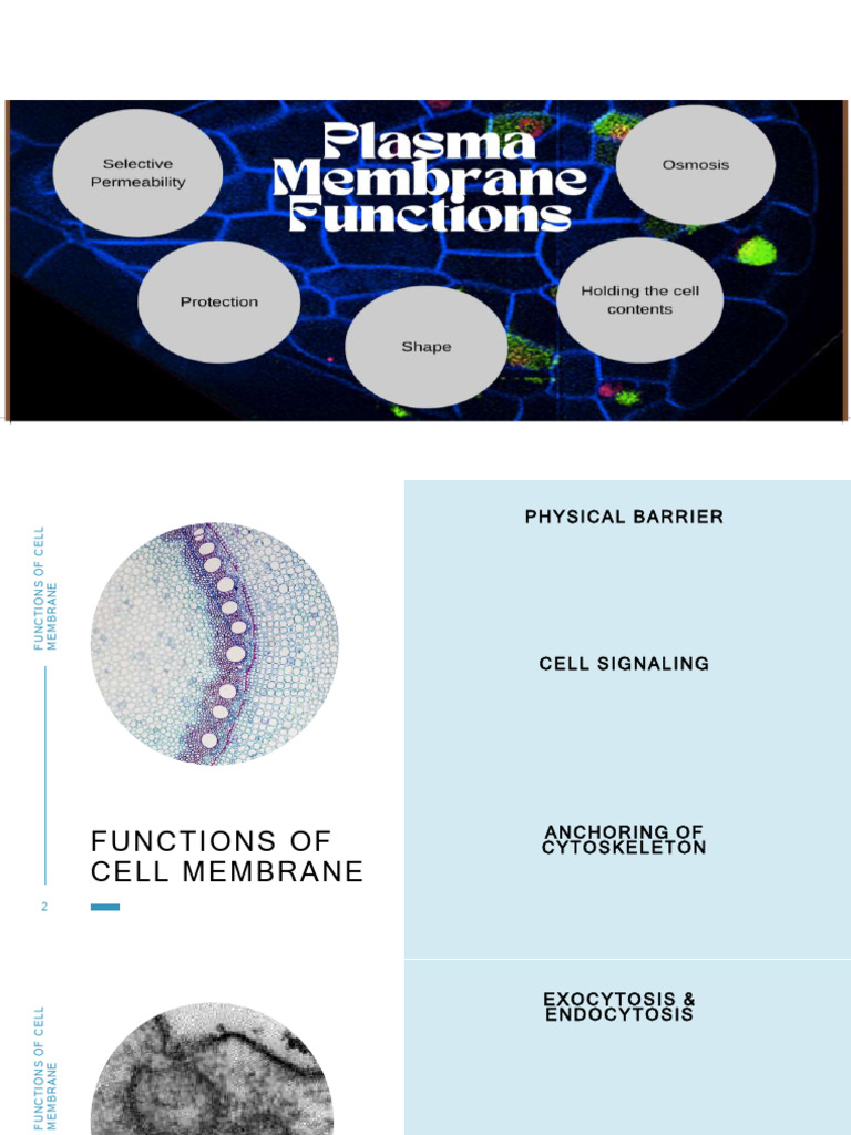 4 Functions and Different Models of Cell Membrane | PDF