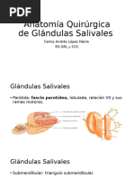 Arco de Riolano | PDF | Tinción | Anatomía