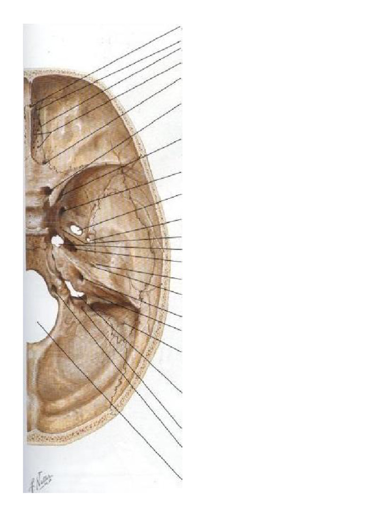 Dibujo Exo y Endocraneo | PDF